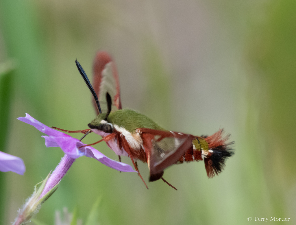 Slender Clearwing in June 2022 by Terry Mortier · iNaturalist