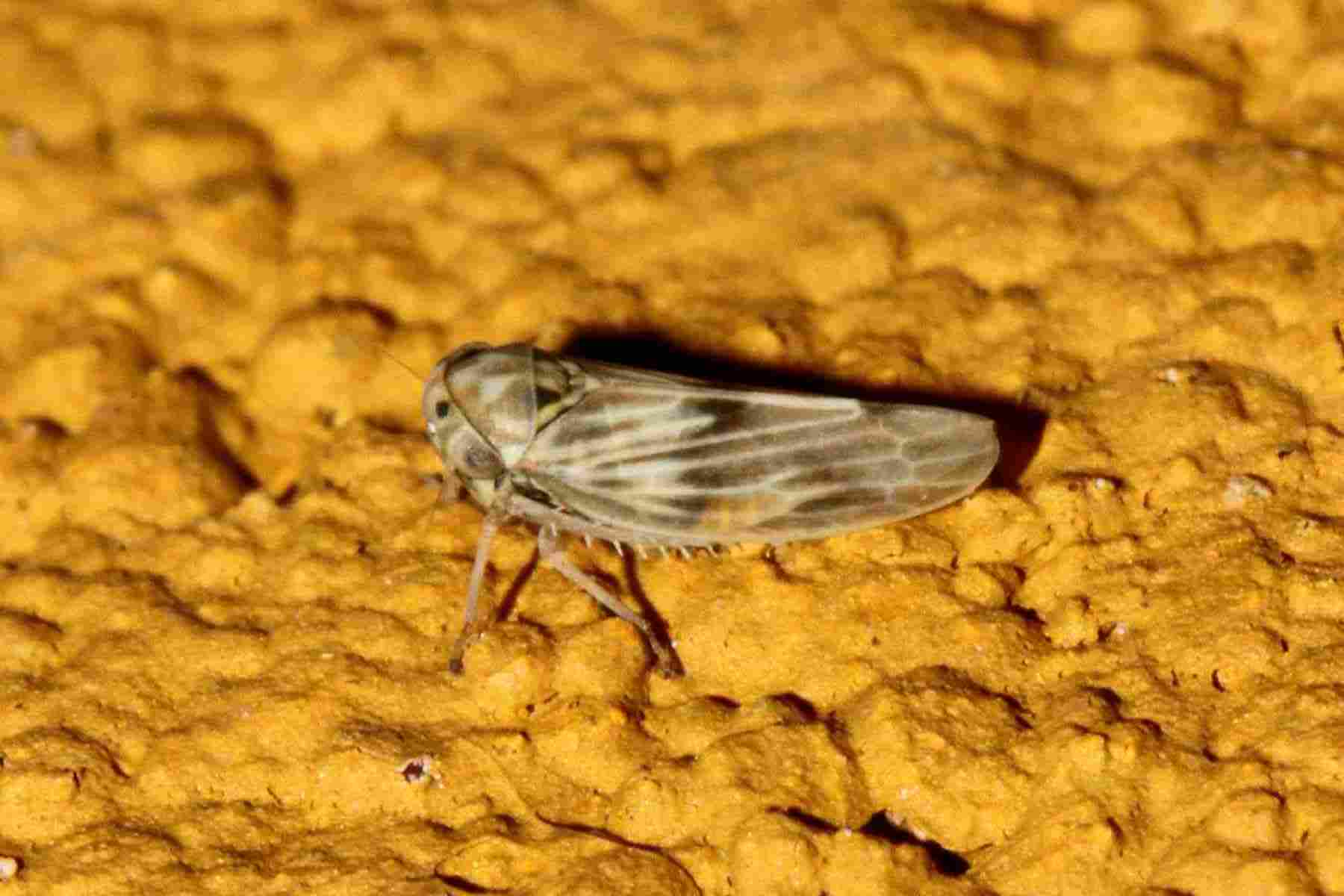 Agallia albidula | Insect Vectors of Plant Disease