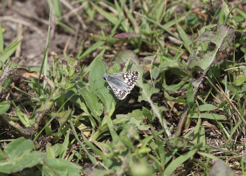 Common Checkered-Skipper from Floyd County, IA, USA on August 1, 2023 ...