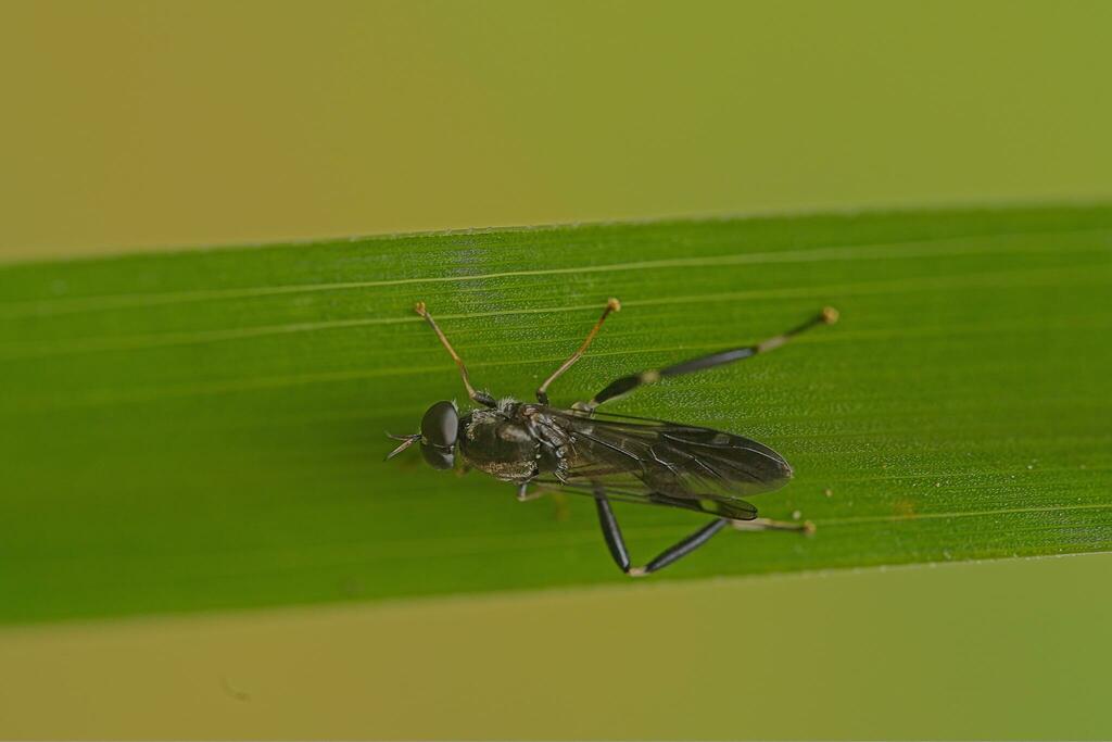 Garden soldier fly from Hillpark, Auckland 2102, New Zealand on January ...