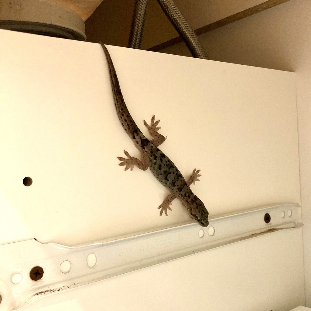 Waitaha Gecko in November 2020 by squirrellychops. Made himself ...