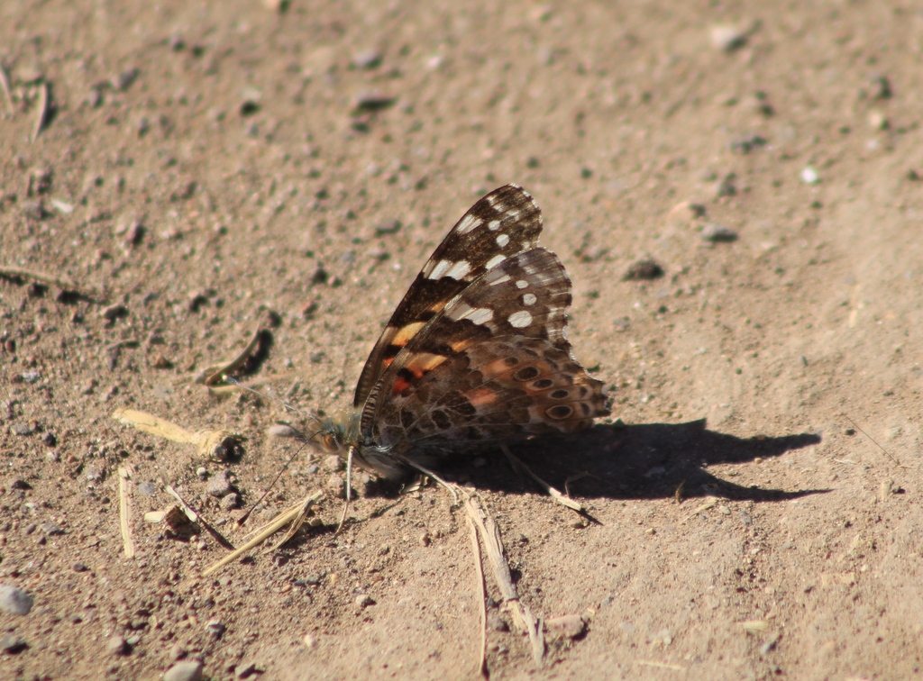 Painted Lady from Meoqui, Chih., México on February 24, 2024 at 11:12 ...