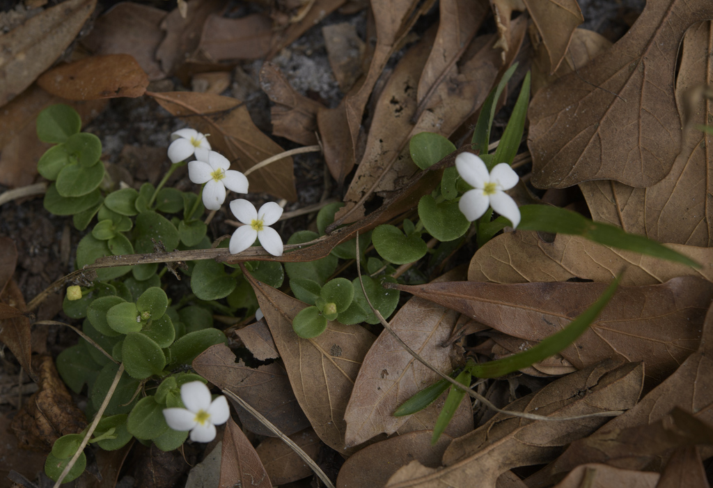roundleaf bluet from Polk County, FL, USA on February 16, 2024 at 02:16 ...