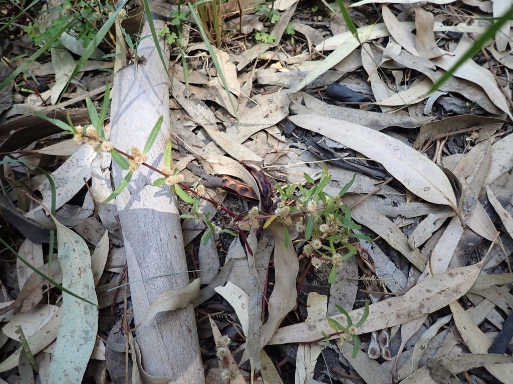 Lesser Joyweed from Moama NSW 2731, Australia on February 23, 2024 at ...