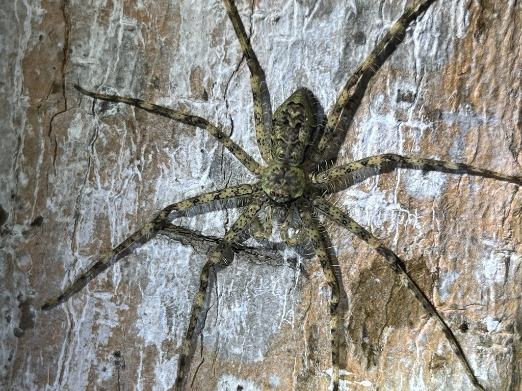 Australian Lichen Spider from 中国科学院西双版纳热带植物园, 西双版纳傣族自治州, 云南省, CN on ...