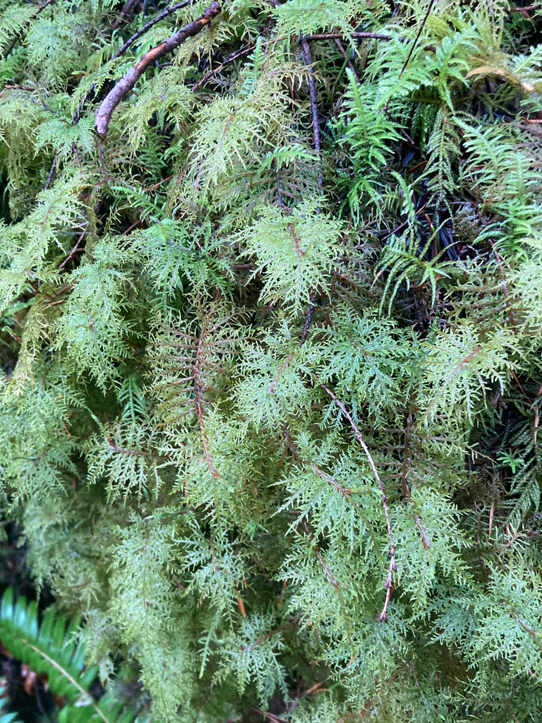 stairstep moss from Strathcona, BC, Canada on February 22, 2024 at 02: ...