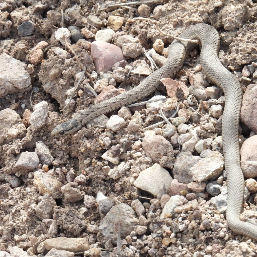 Wandering Garter Snake from Enterprise, UT 84725, USA on February 25 ...