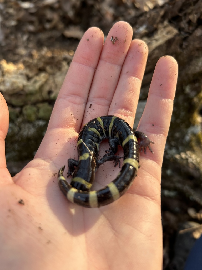 Ringed Salamander in February 2024 by Jess Schmit · iNaturalist