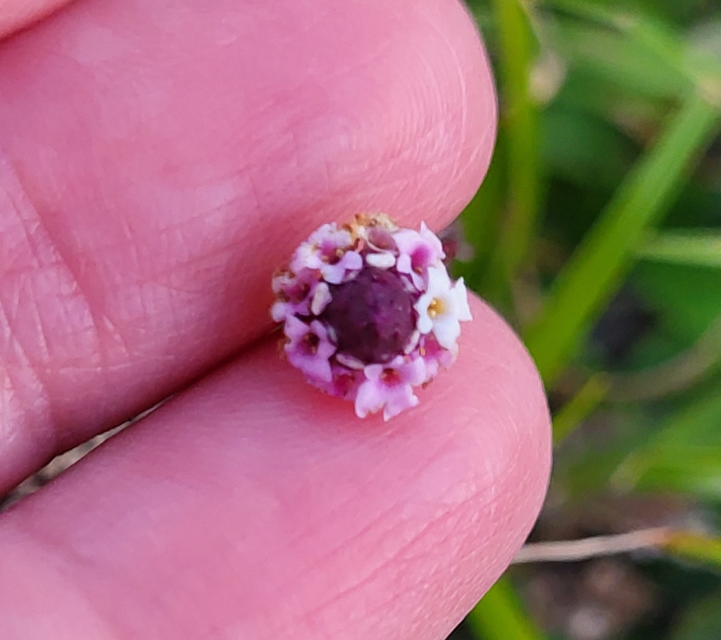 turkey tangle frogfruit in February 2024 by V. Crouton · iNaturalist