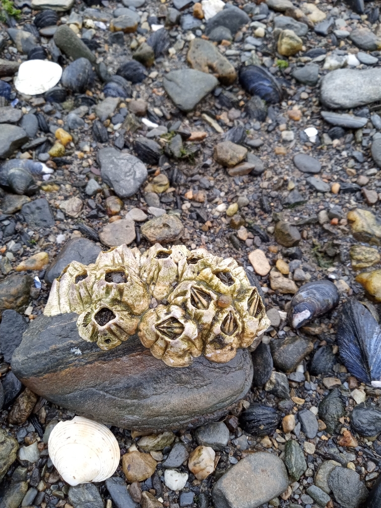 Barnacles from Ushuaia, Tierra del Fuego, Argentina on February 25 ...