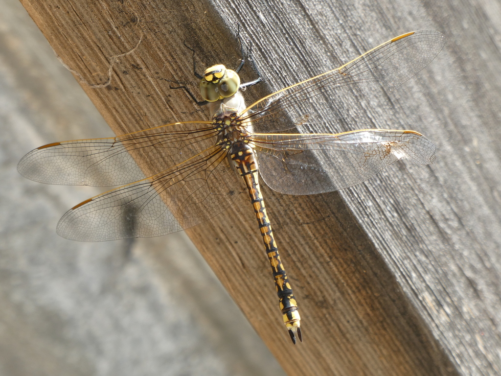 Australian Emperor from Echuca VIC 3564, Australia on February 24, 2024 ...