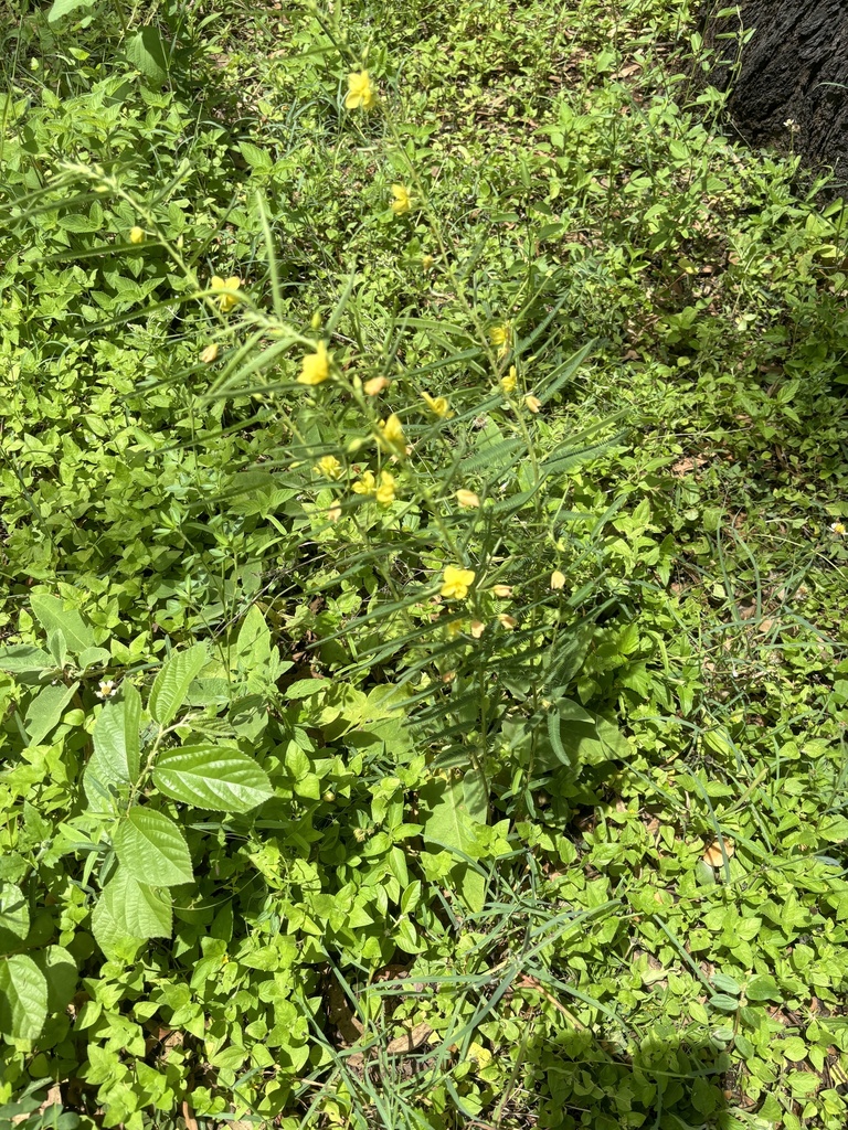 Fishbone cassia from Flinders Highway, Reid River, QLD, AU on February ...