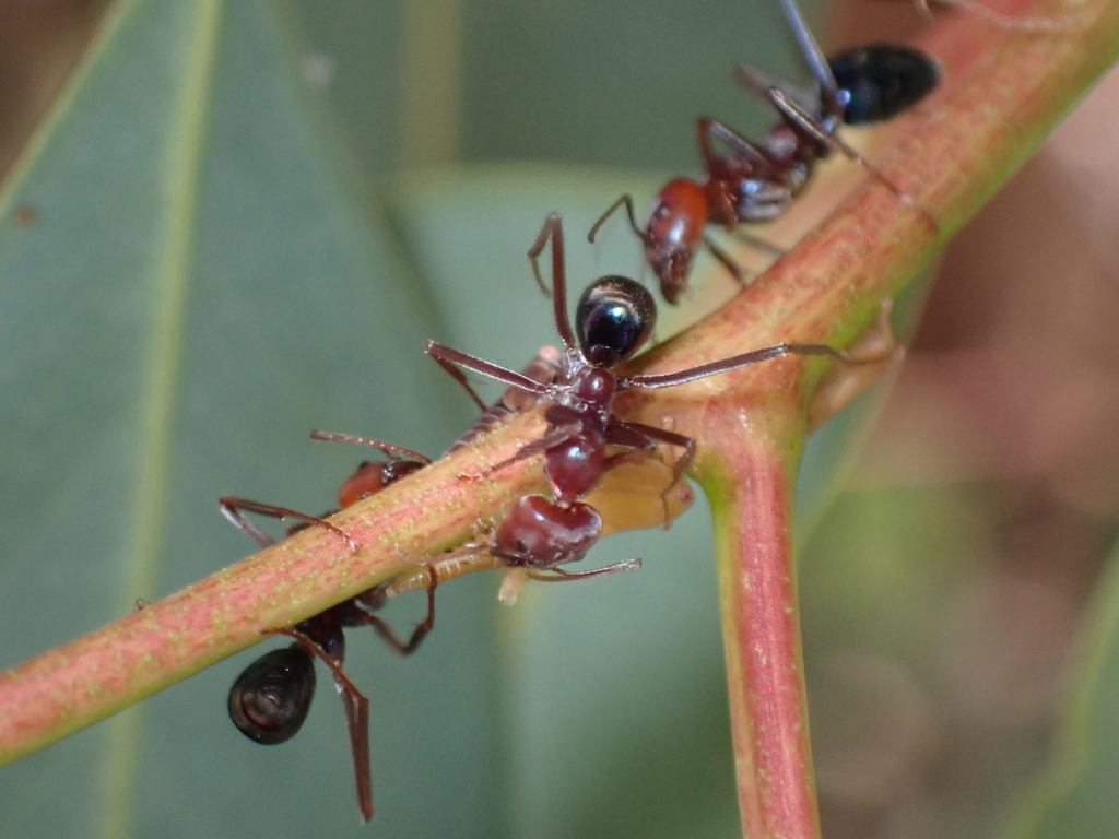 Rainbow, Tyrant, and Meat Ants from Echuca VIC 3564, Australia on ...