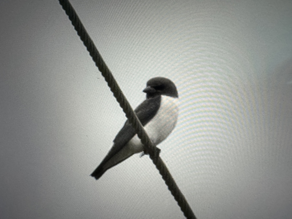 White-breasted Woodswallow from Normanby Sound, Keriri Island, QLD, AU ...