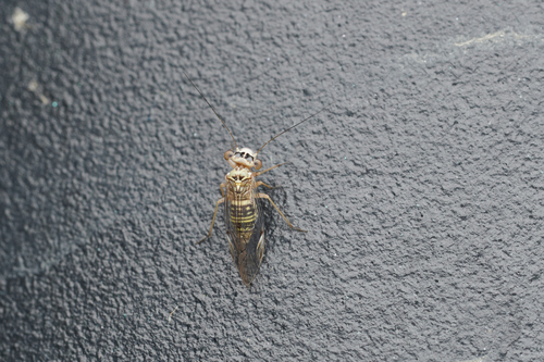 Photo 353698128, (c) Li Jianbo, some rights reserved (CC BY-NC-ND ...