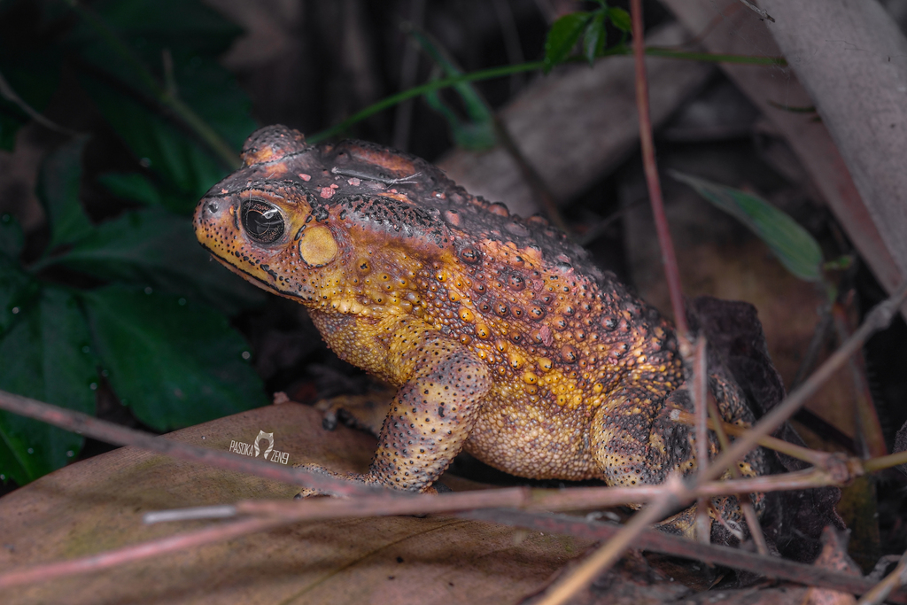 Asian Common Toad from 中国崇左市扶绥县弄岗 邮政编码: 532105 on February 2, 2024 at ...