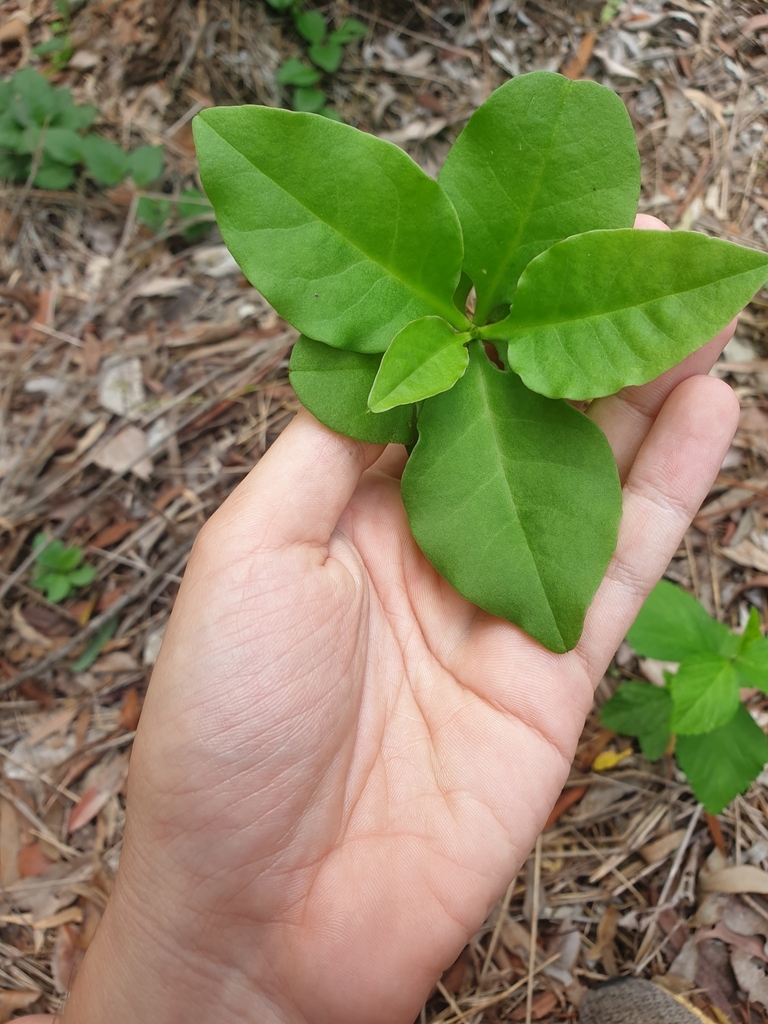 Mignonette vine from Upper Mount Gravatt QLD 4122, Australia on ...