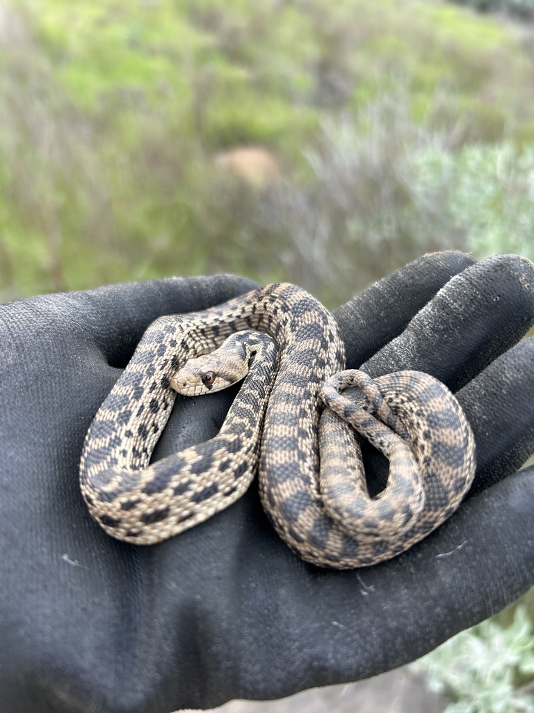 Gopher Snake in February 2024 by jasonguozichen · iNaturalist