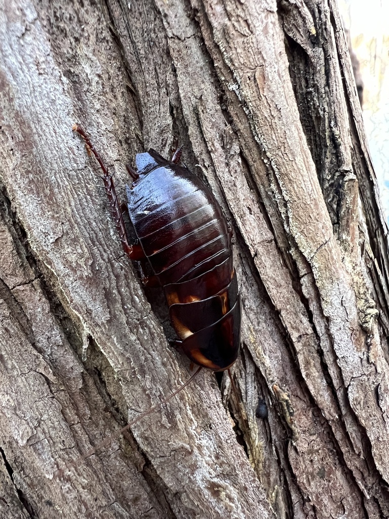 Florida Woods Cockroach from Everglades National Park, Homestead, FL ...