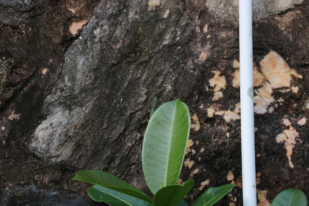 Bronze Anole from Maracas Bay Village, Trinidad and Tobago on December ...