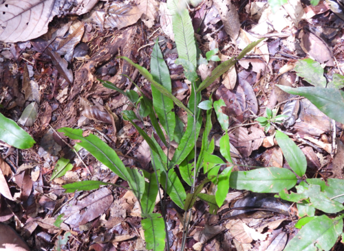 Diplazium xiphophyllum · iNaturalist United Kingdom