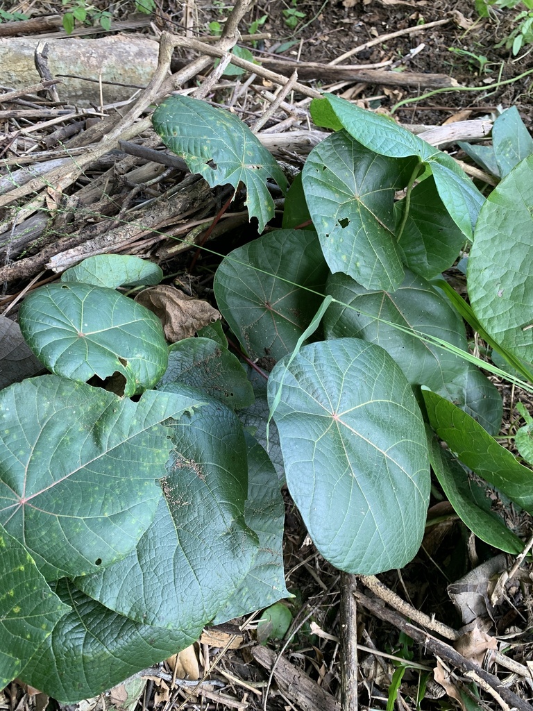 Big-Leaf Vine from Aberfeldy Rd, Closeburn, QLD, AU on February 22 ...