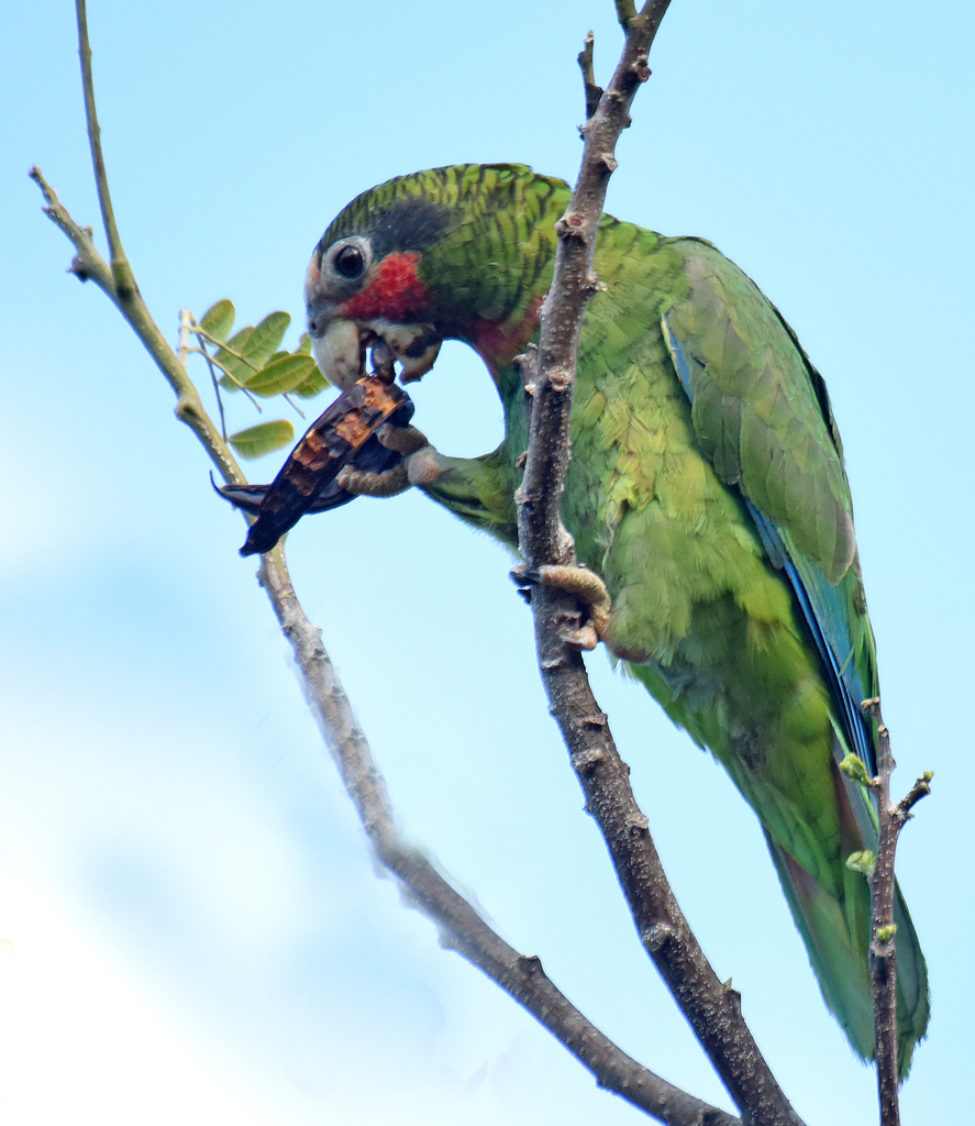 Grand Cayman Parrot (Amazona leucocephala caymanensis) - Avian Discovery