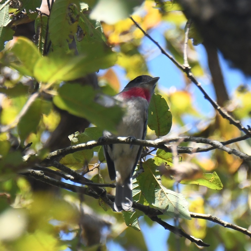 Rose-throated Becard from Monterrey, N.L., México on February 25, 2024 ...