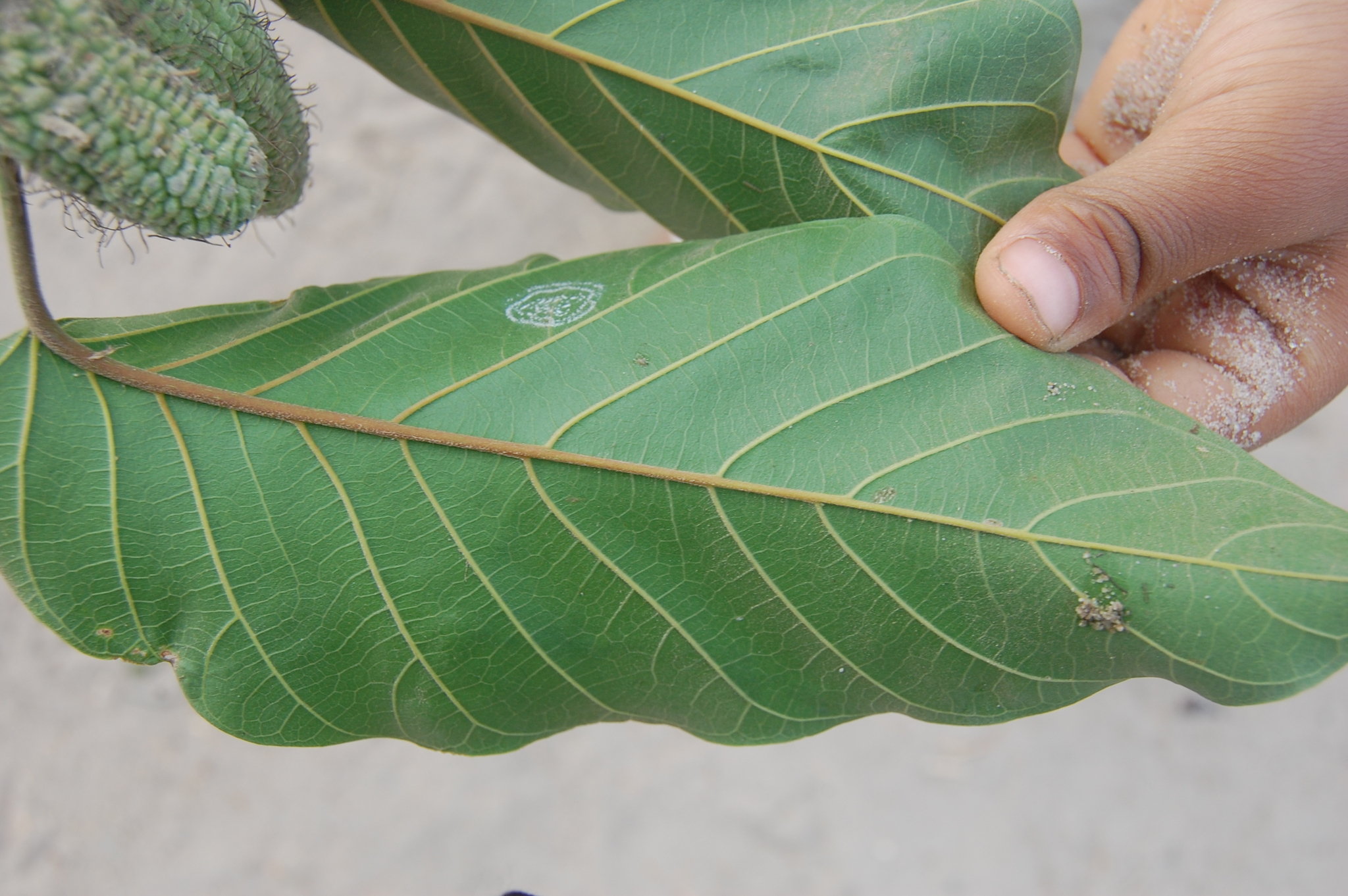 Milicia regia (A.Chev.) C.C.Berg