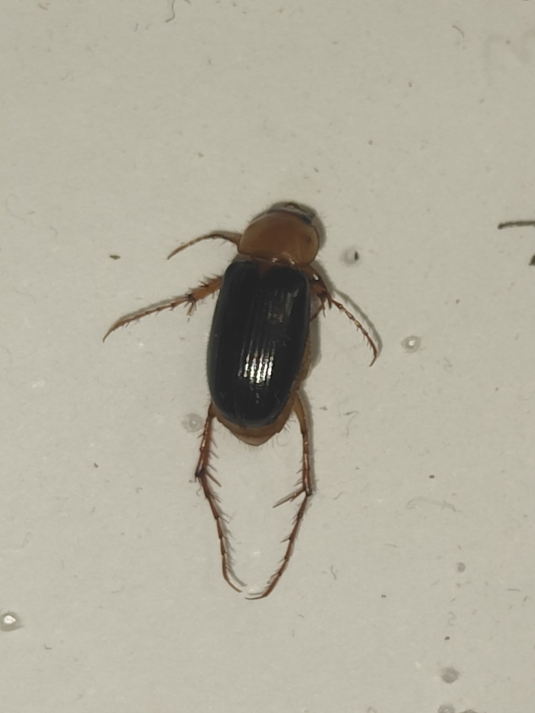 Phyllotocus nigripennis from Oaklands Junction VIC 3063, Australia on ...