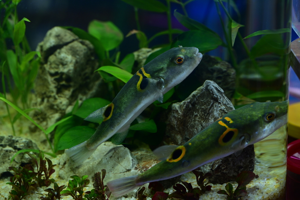 Ocellated Puffer from 中国贵州省贵阳市南明区 on February 25, 2024 at 01:19 PM by ...