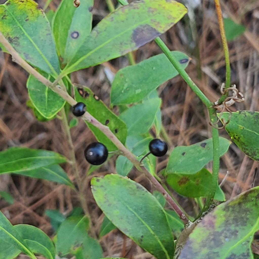 gallberry from Orange Beach, AL, USA on February 24, 2024 at 03:21 PM ...