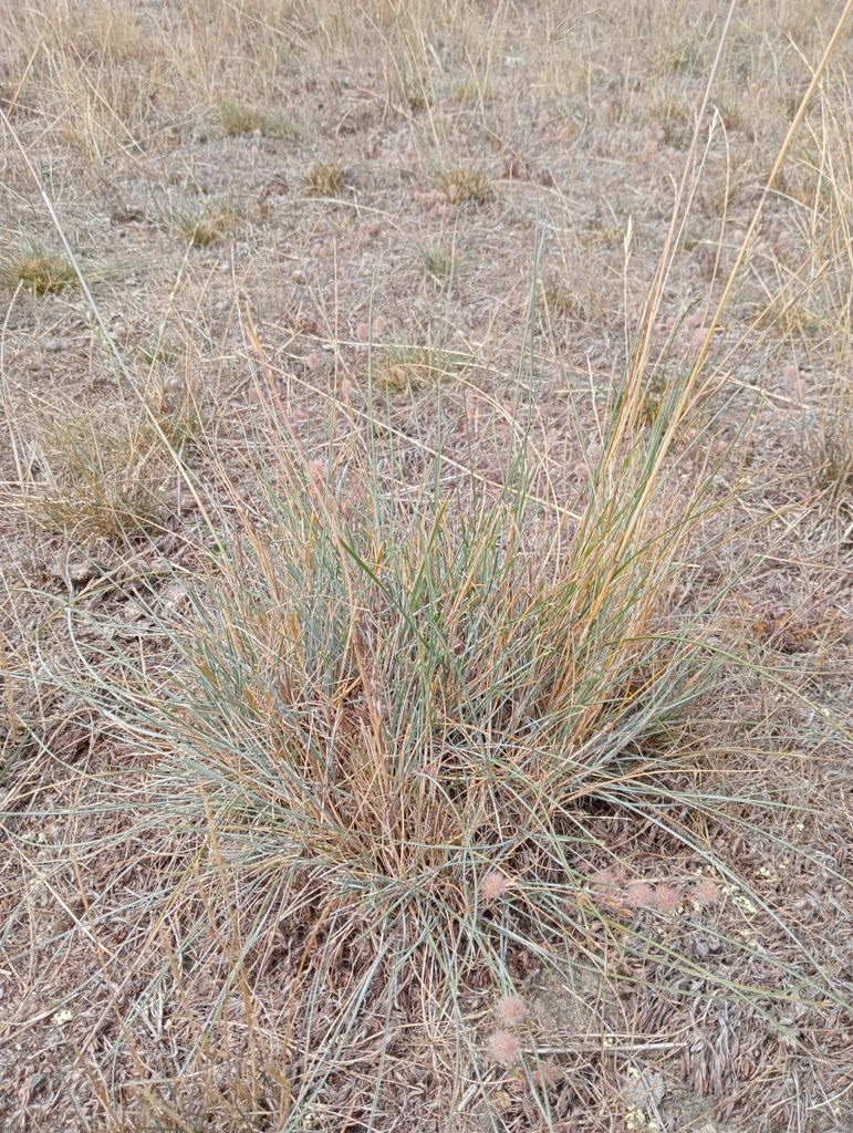 Blue Wheat Grass in February 2024 by John Barkla. Common, in dryland ...