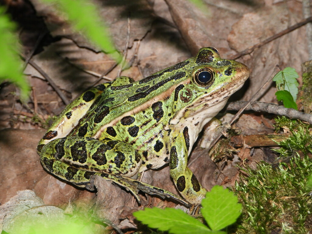 Northern Leopard Frog (Rocky Mountain Aquatic Life) · iNaturalist