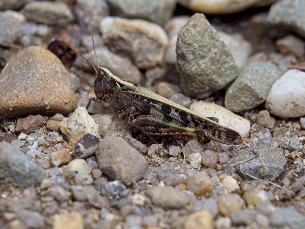 Australian Plague Locust from Mount Buffalo VIC 3740, Australia on ...