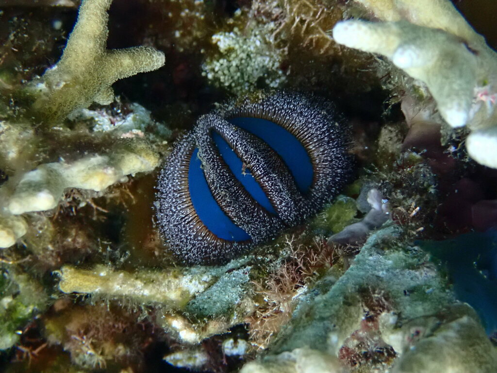 Globe Urchin from Bacan Island, South Halmahera Regency, North Maluku ...