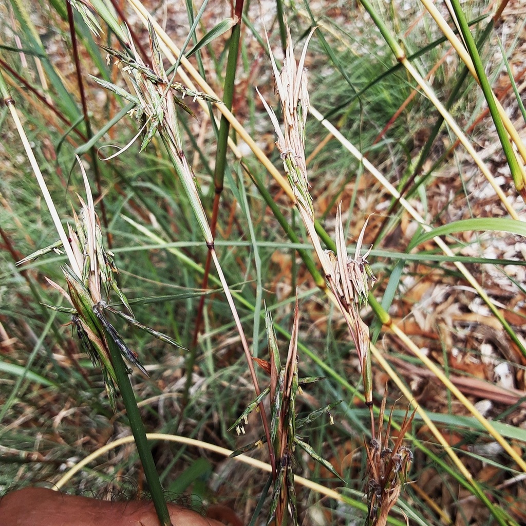 barbwire grass from Marrangaroo National Park NSW 2790, Australia on ...