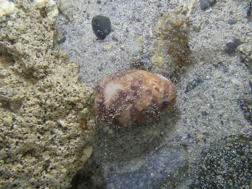 Bulla angasi from Lord Howe Island, New South Wales, Australia on ...