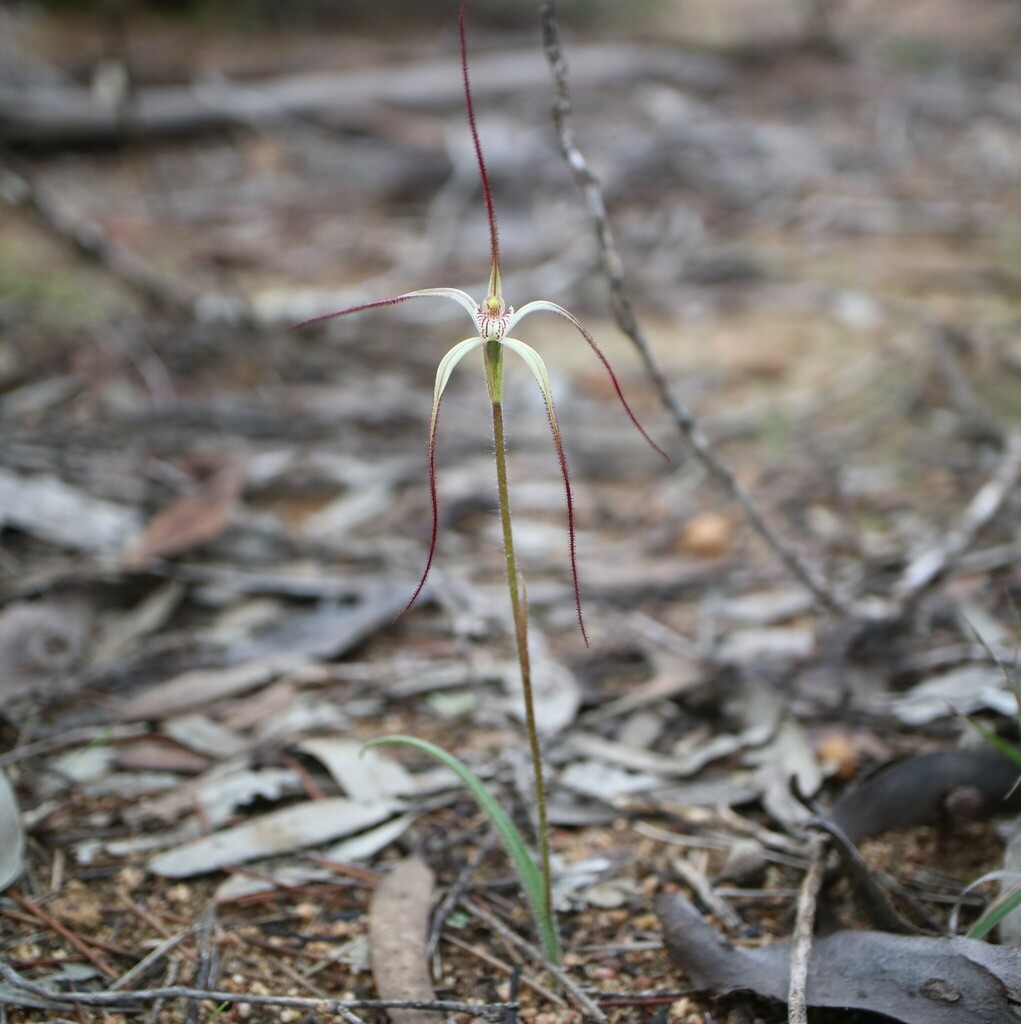 Caladenia from Jitarning WA 6365, Australia on August 19, 2021 at 09:33 ...