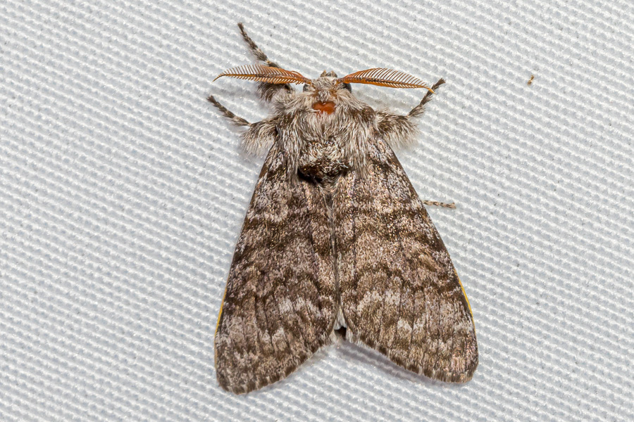 Calliteara axutha from Doi Tung on February 15, 2024 at 04:37 PM by ...