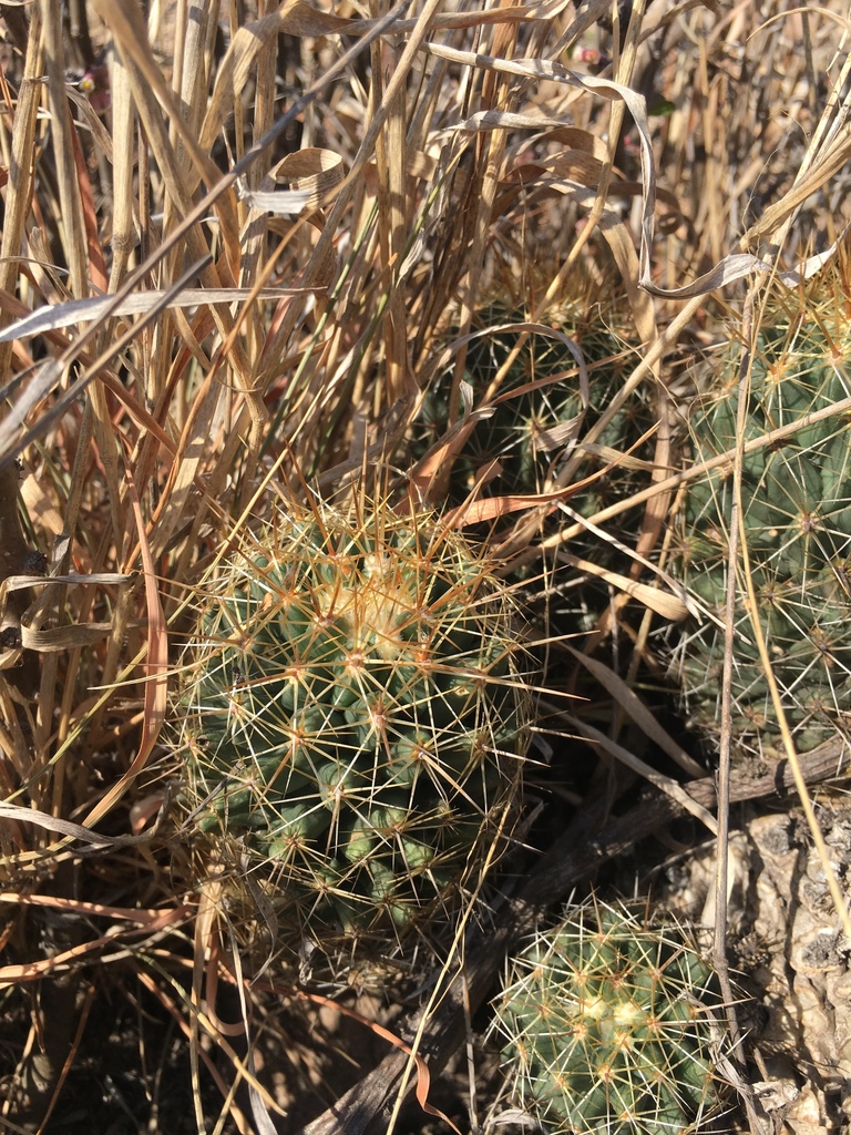 Coryphantha octacantha from 76775, Tequisquiapan, QRO, MX on April 21 ...