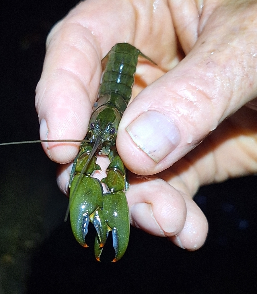 Cherax depressus from Townson QLD 4341, Australia on February 24, 2024 ...