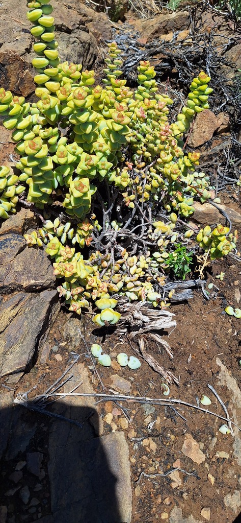 Kebab Bush from Central Karoo District Municipality, South Africa on ...