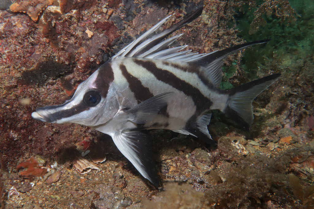 Longsnout Boarfish from Rapid Bay SA 5204, Australia on February 13 ...