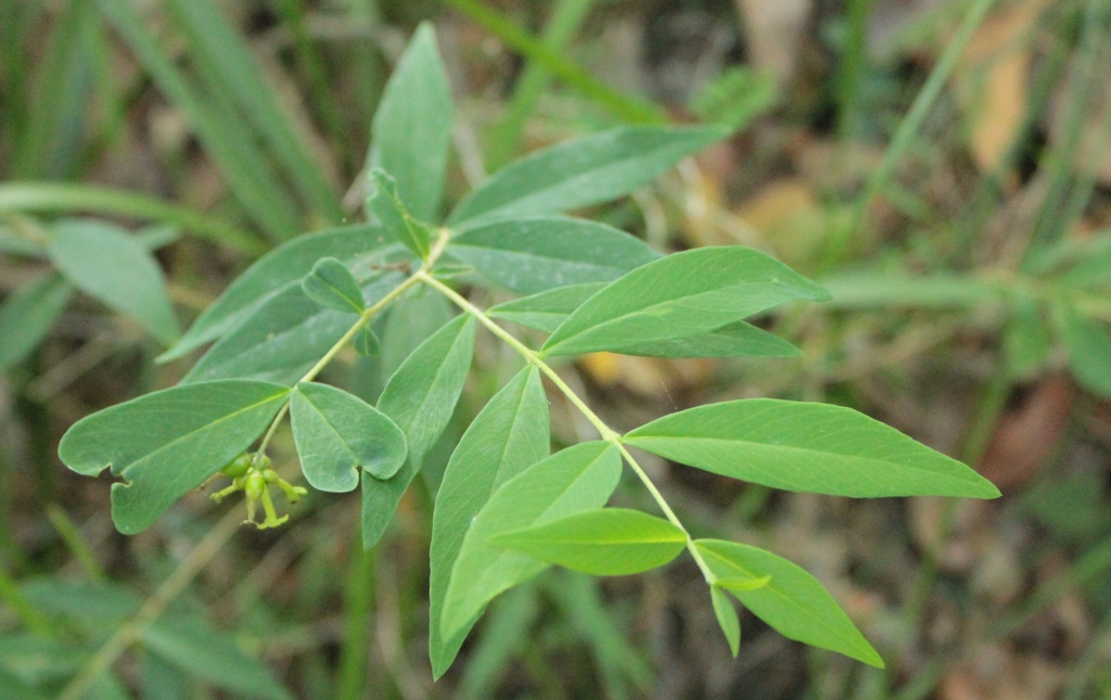 Bootlace Plant from Mount Nebo QLD 4520, Australia on January 23, 2023 ...