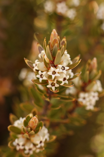 Planocarpa petiolaris · iNaturalist United Kingdom