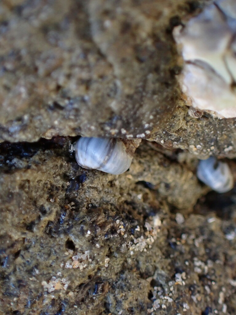 Little Blue Periwinkle from Clarence, Tasmania, Australia on February ...