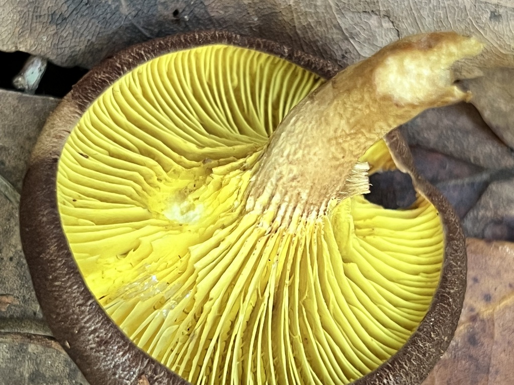 Phylloporus from Sunshine Coast Hinterland Great Walk, North Maleny ...