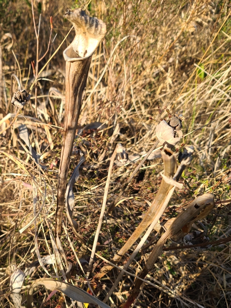 white pitcher plant in February 2024 by Jonathan Gilmer. This is the ...