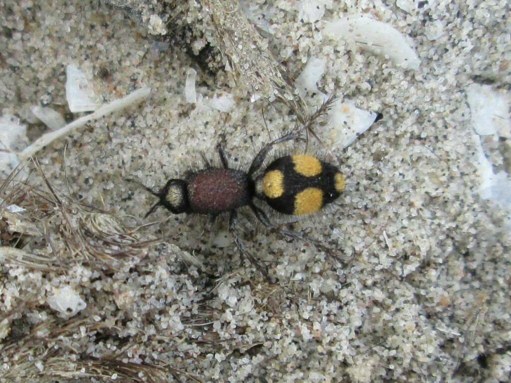 Dasylabris from Erongo Region, Namibia on February 23, 2024 at 09:58 AM by Alex Dreyer · iNaturalist